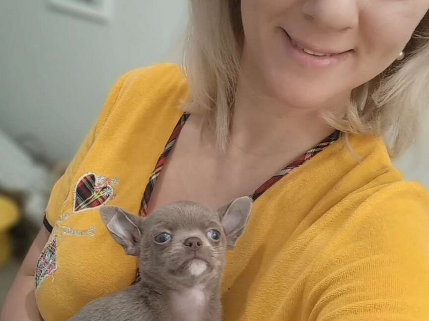 Лиловый бархат