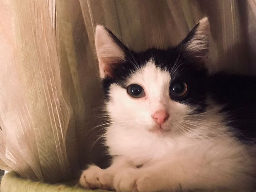 Котёнок в добрые руки
