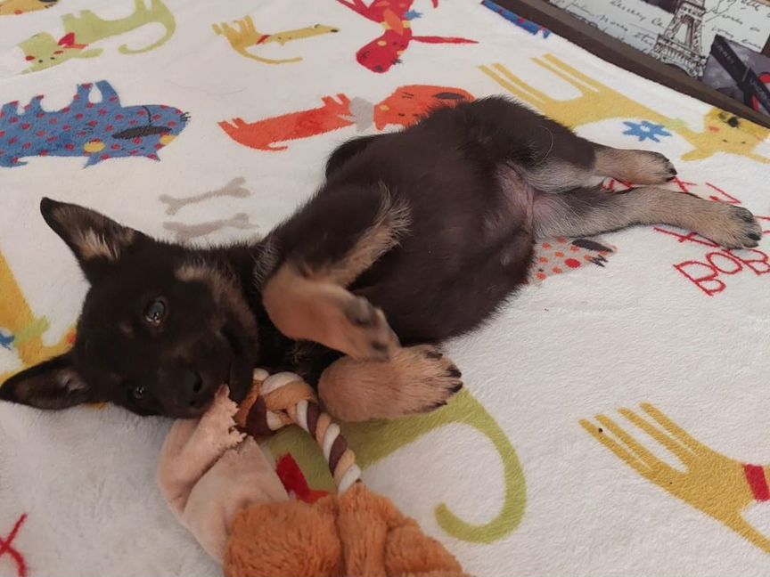 Щенок в добрые руки