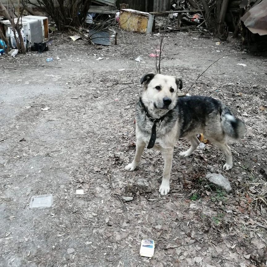 Собака в добрые руки