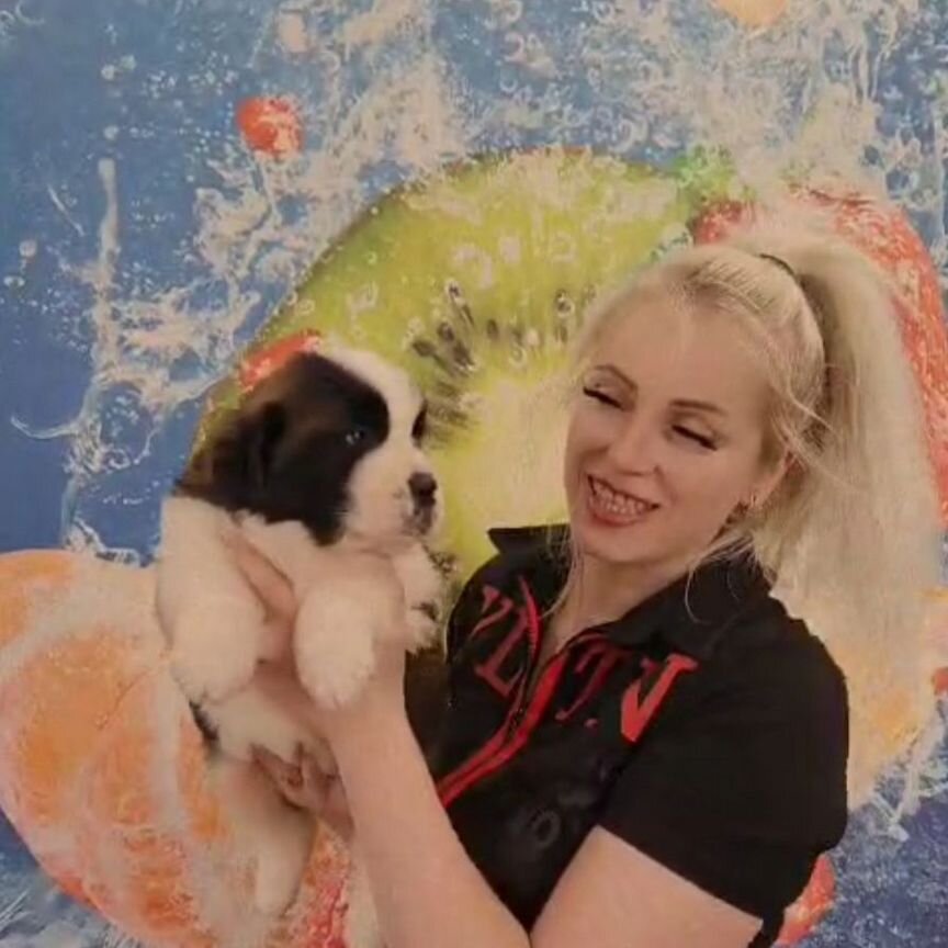 Щенки сенбернара