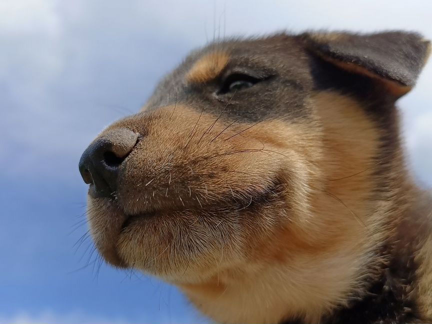 Щенок пастух/хаски