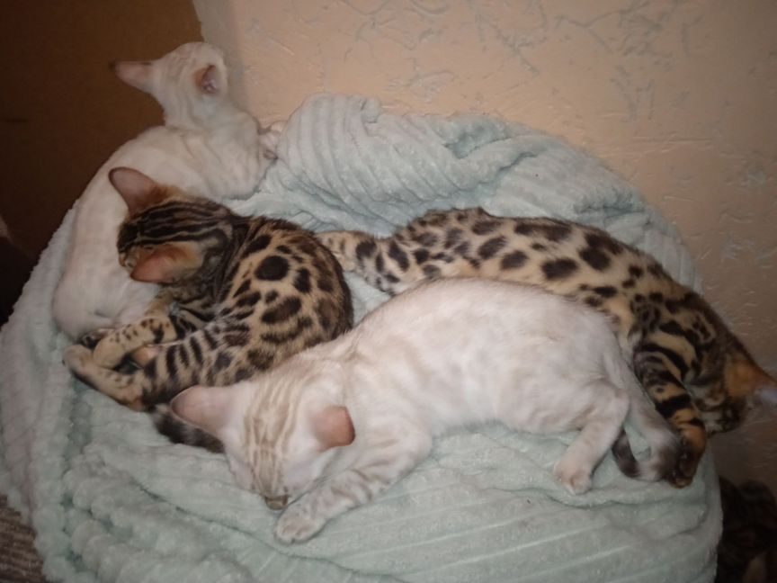 Бенгальская кошка бесплатно