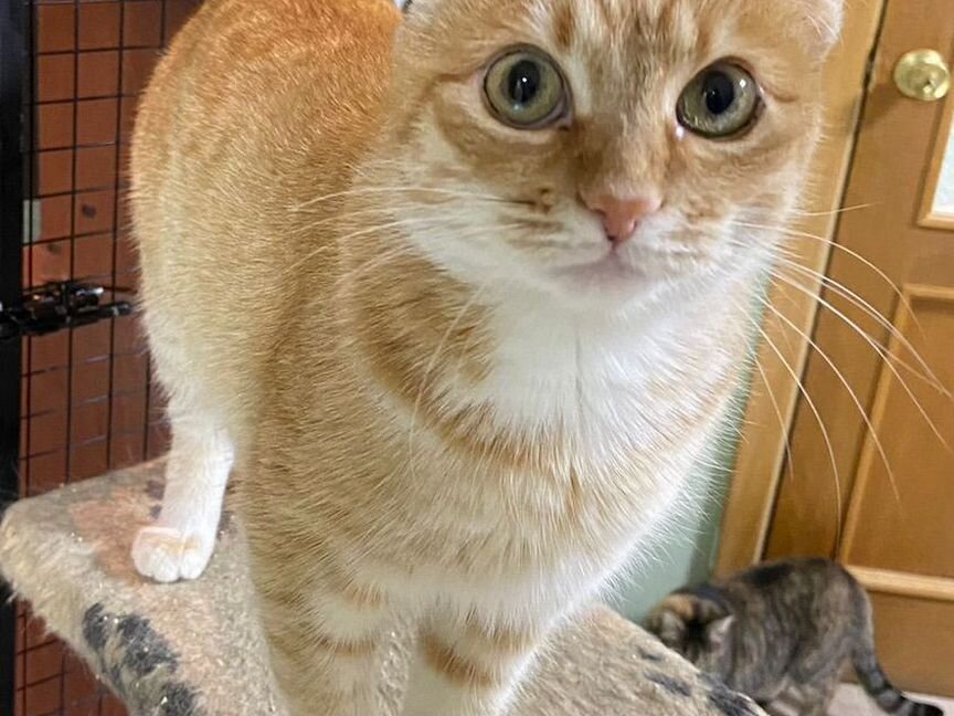 Кошка супер ласковая в добрые руки