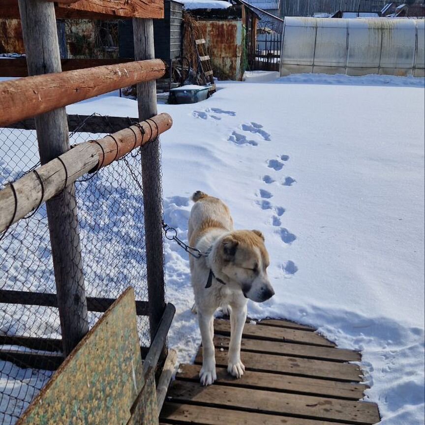 Отдам в хорошие руки алабая