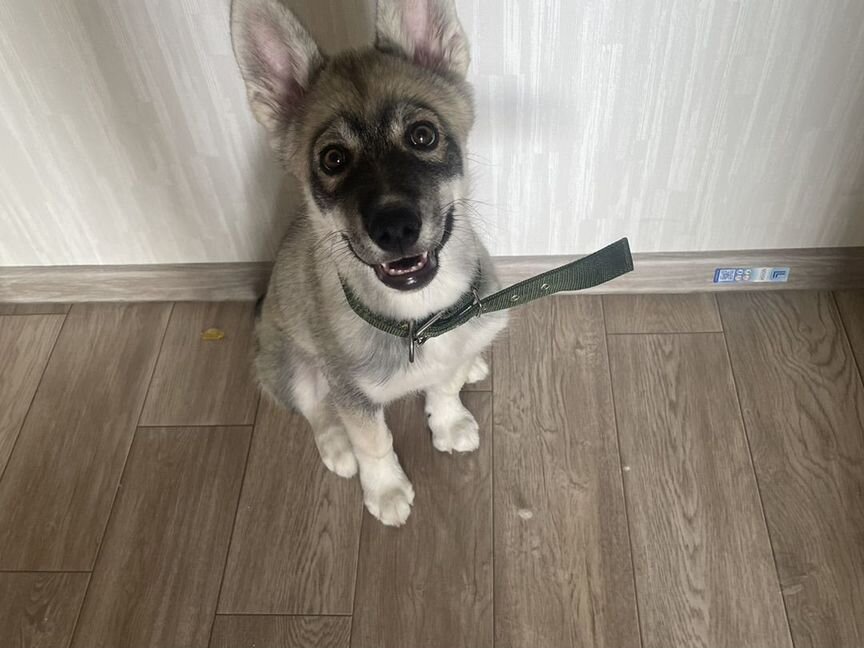 Отдам в добрые руки