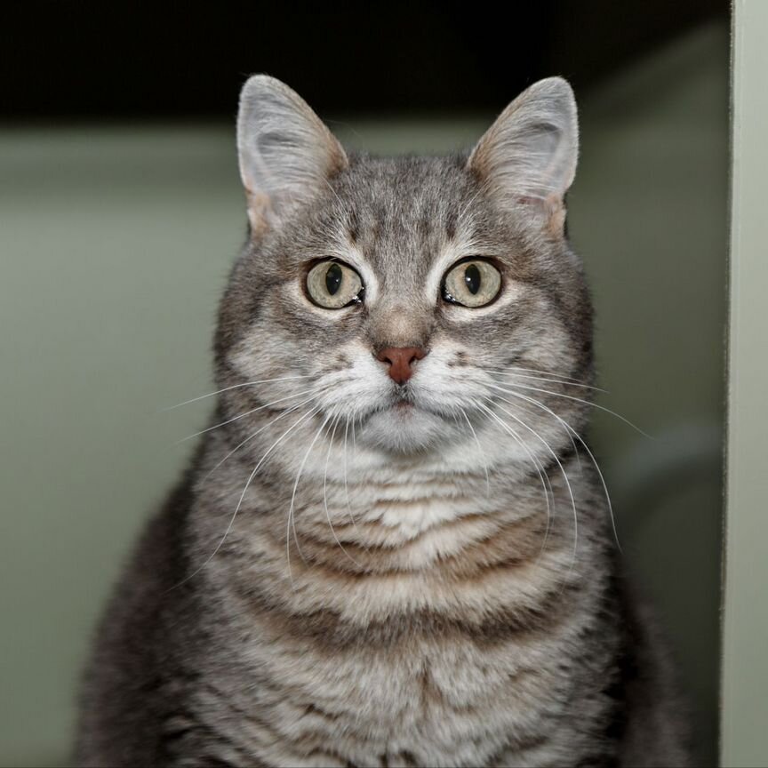 Кошечка без зубов