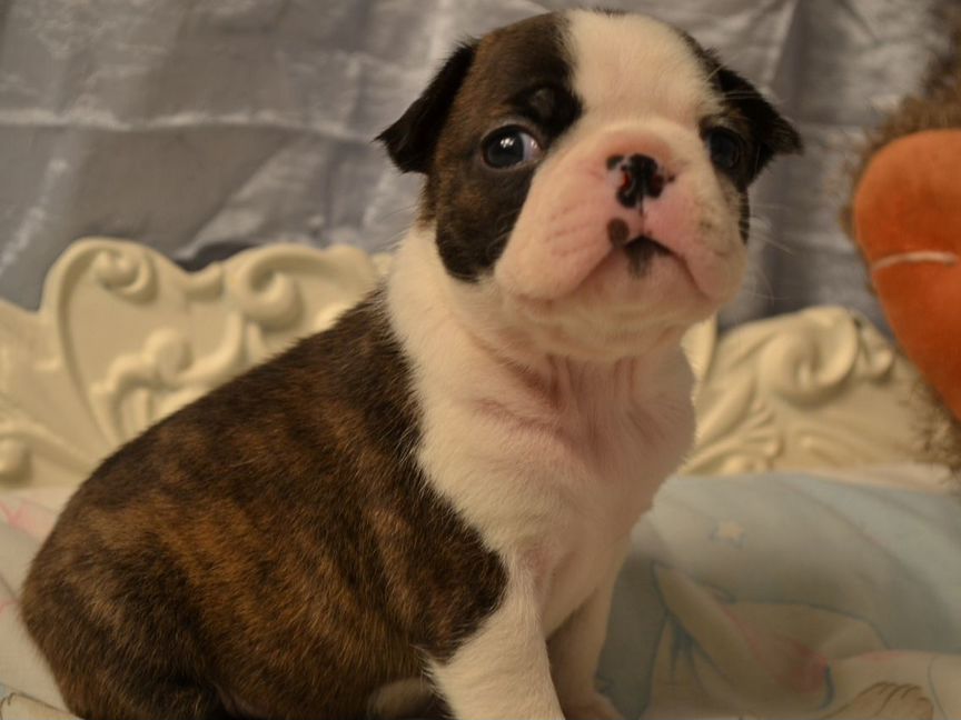 Щенки бостон-терьера