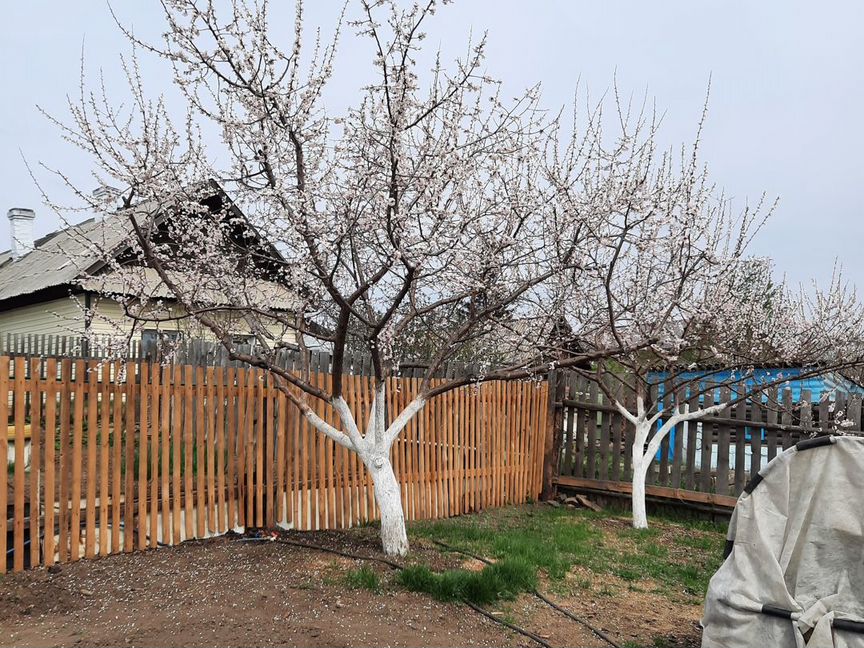 Продам картофель едовой