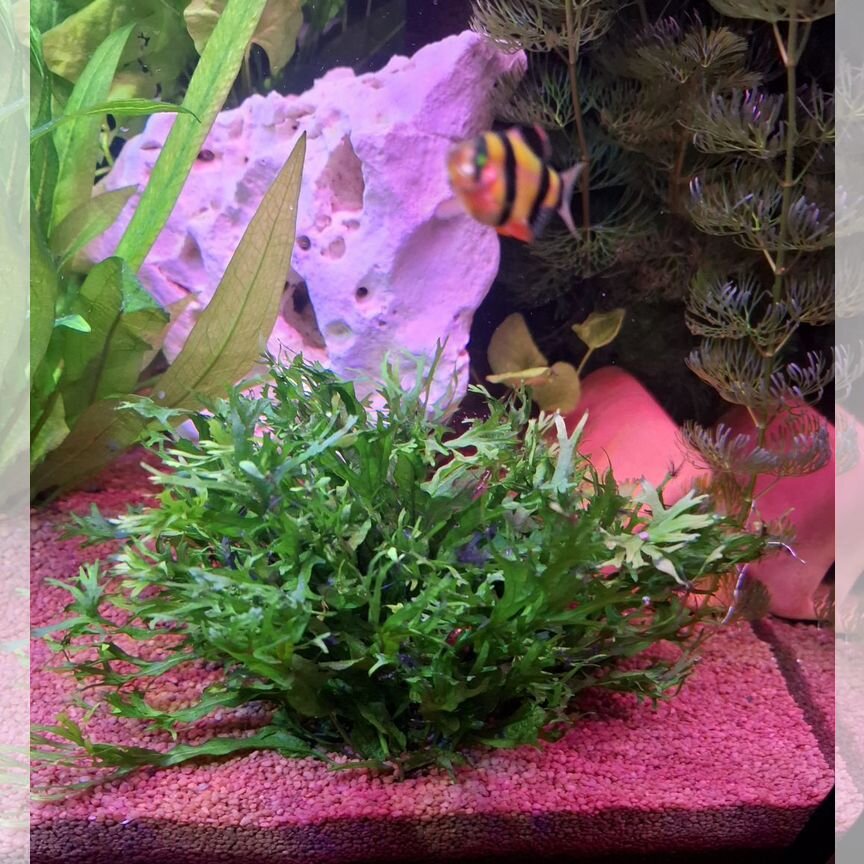 Рыбка Барбус