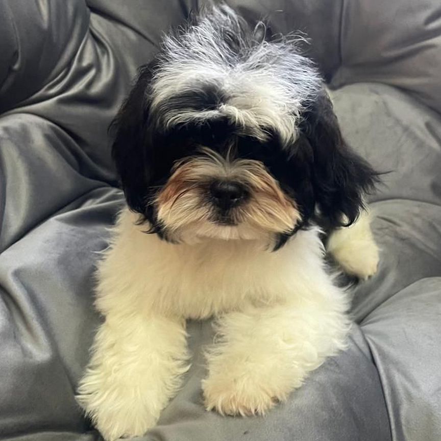 Мальтипу арлекин тедди