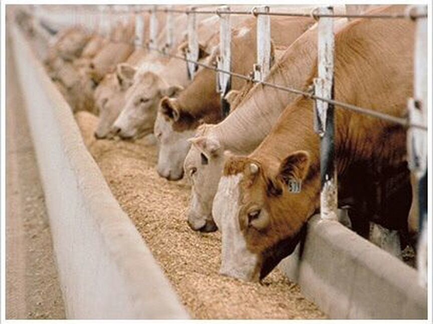 Высушенная пивная дробина