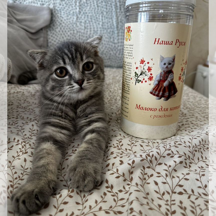 Сухое молоко для котят