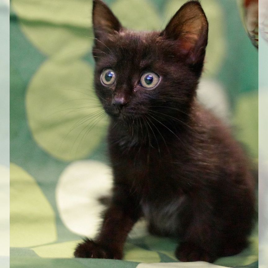 Котенок мальчик черный 1,5 мес. Котята