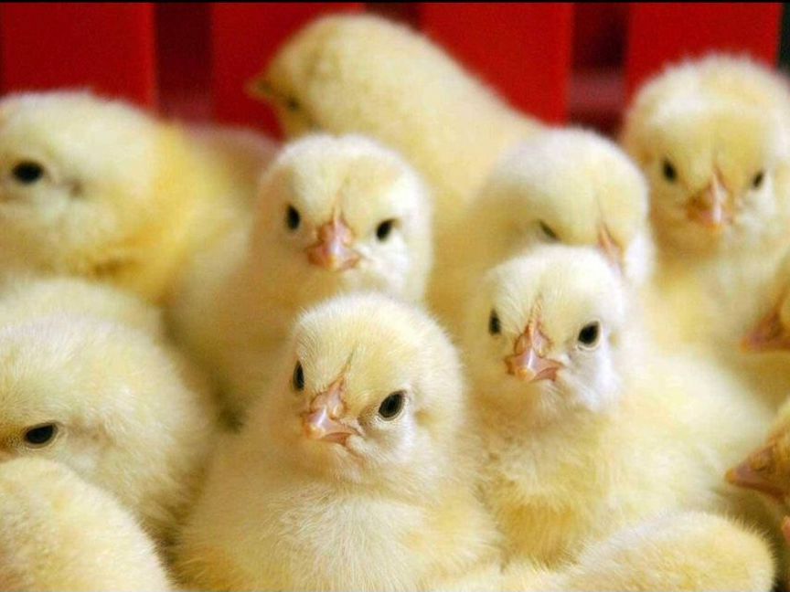 Цыпленок Бролера Коб 500