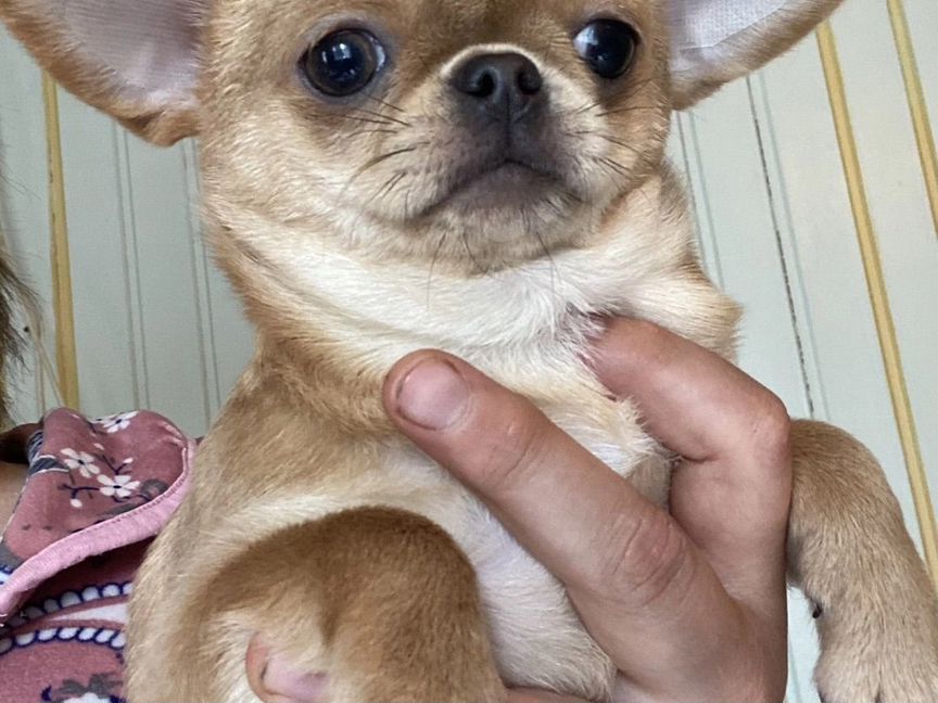 Супер девочки чихуахуа