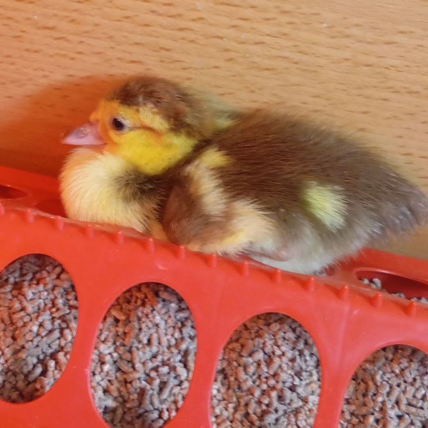 Мускусные индоутята