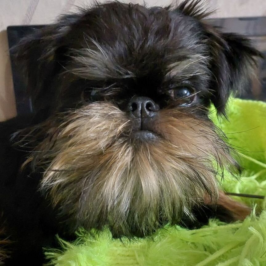 Бельгийский грифон