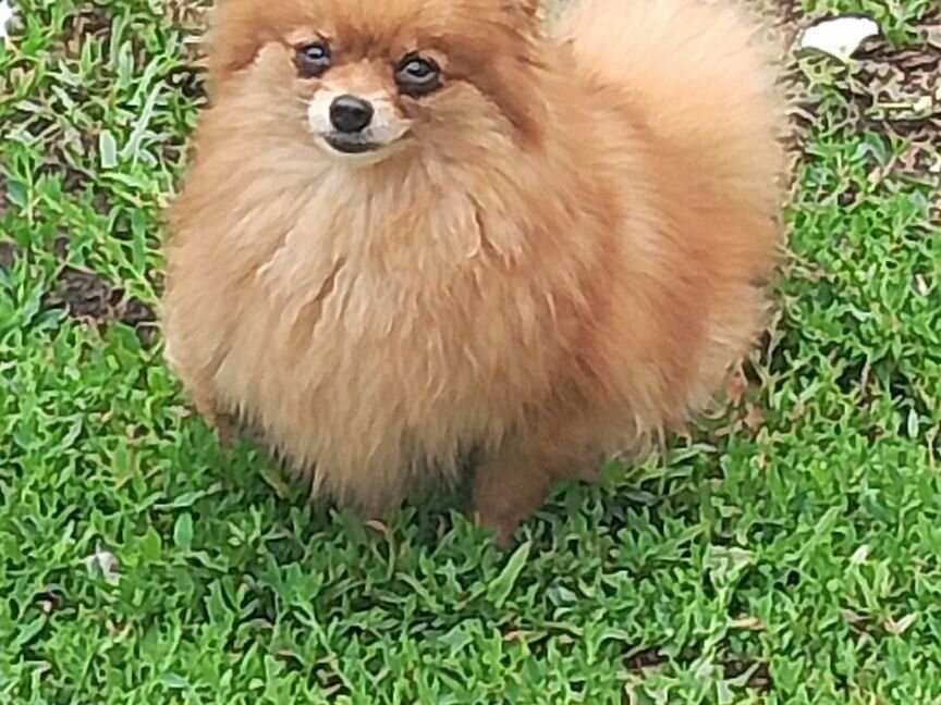 Померанский шпиц мини