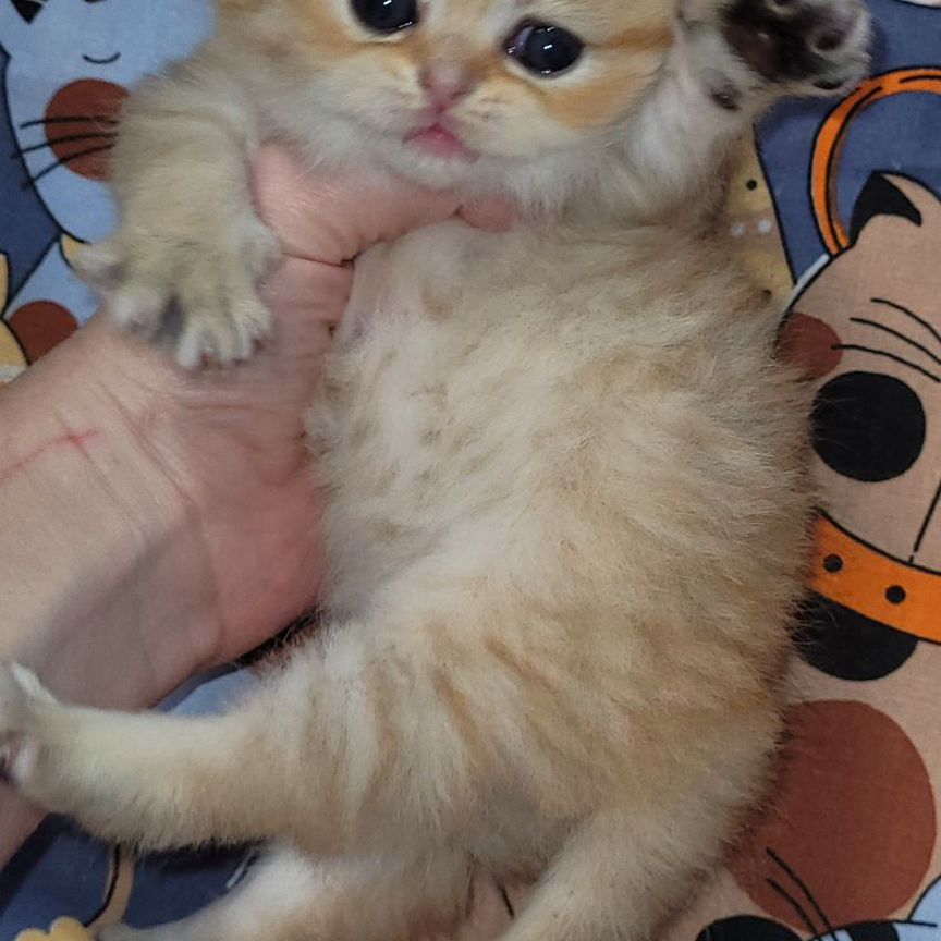 Шотландские котята