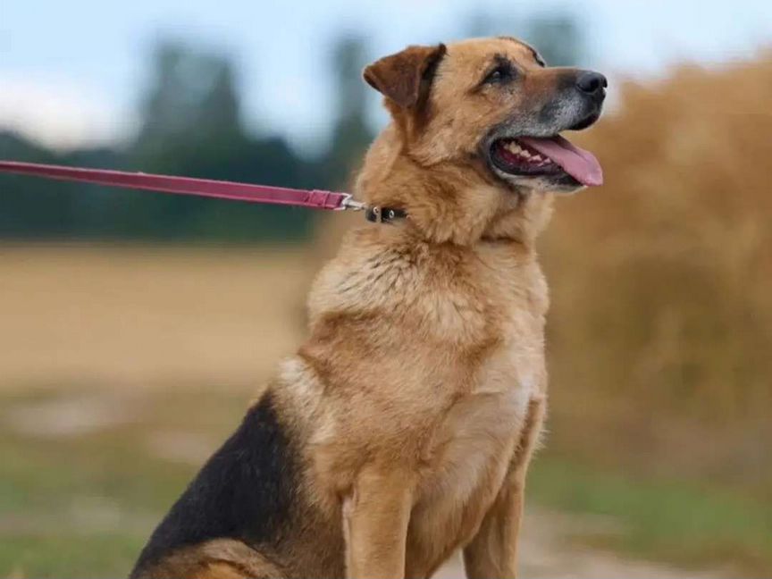 Великолепный Амур