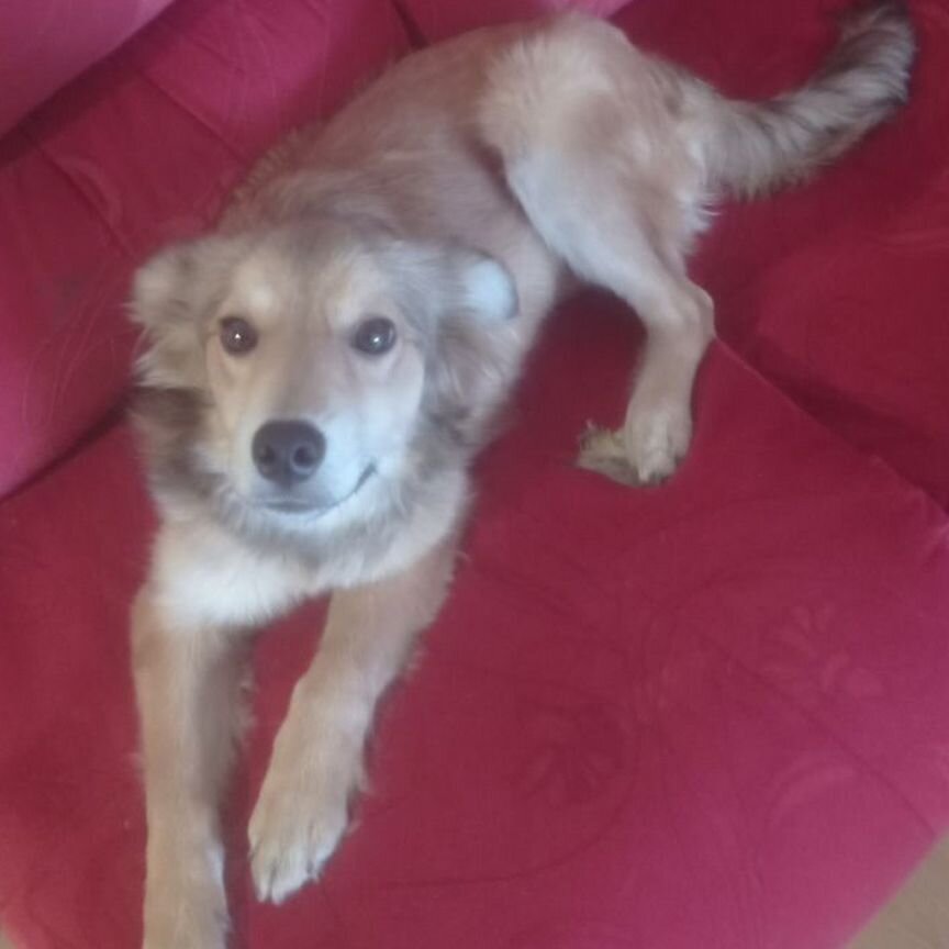 Щенок в добрые руки