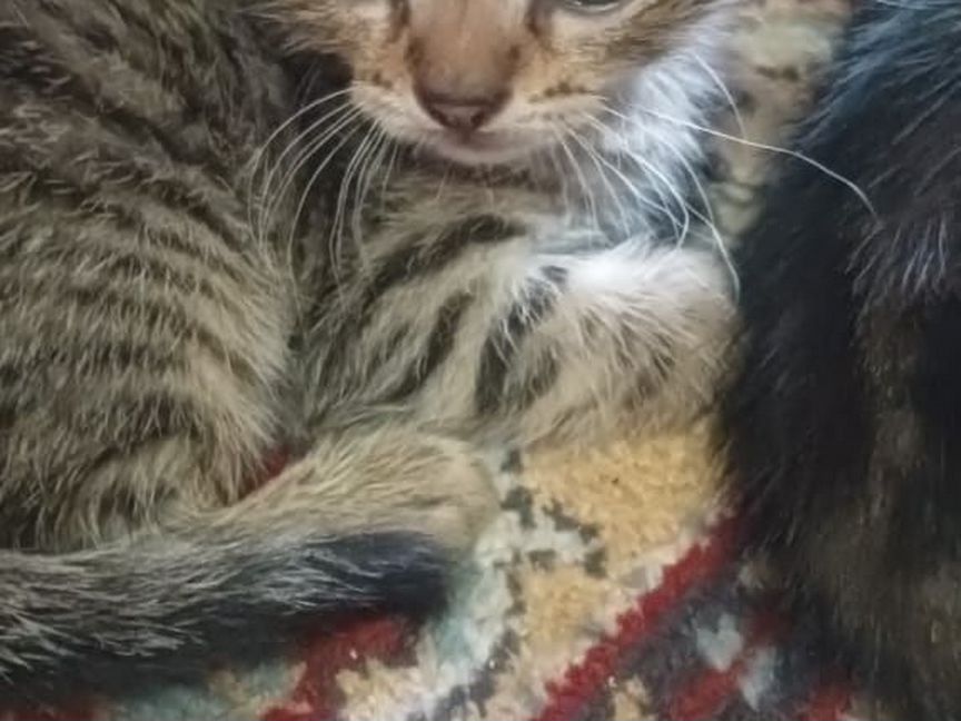 Продам котят