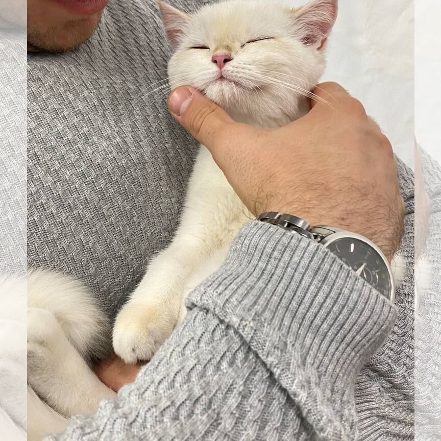 Продаётся кошечка британская шиншилла