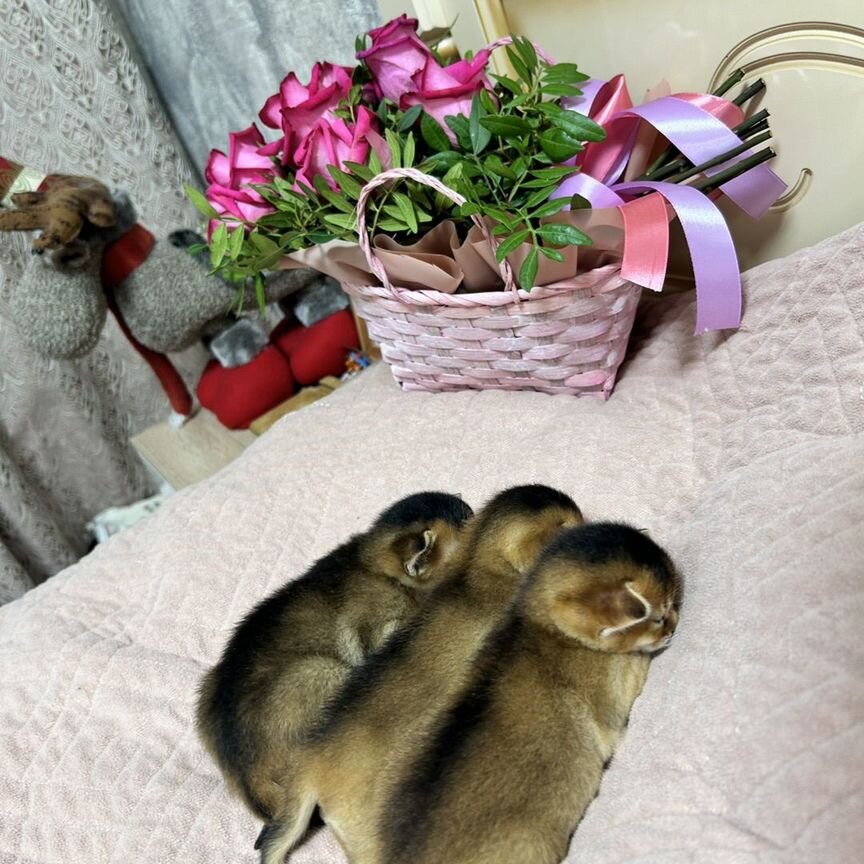 Абиссинские котята