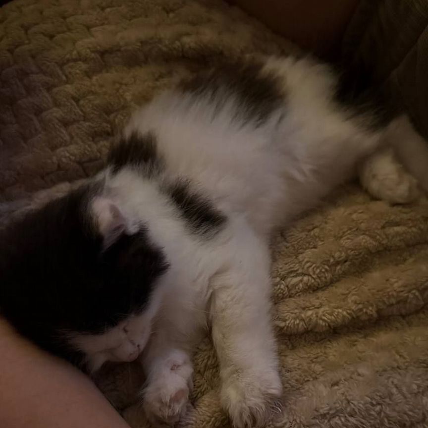 Котёнок в добрые руки