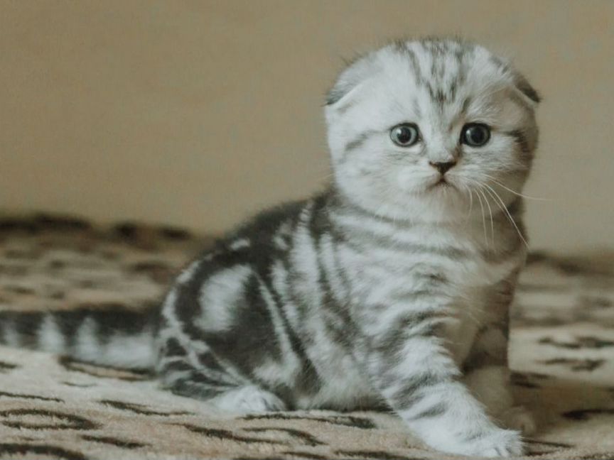 Серебристые снежинки