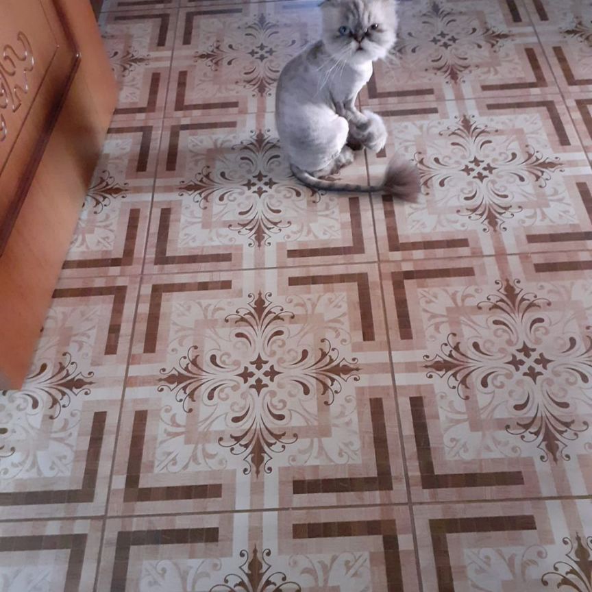 Кошки