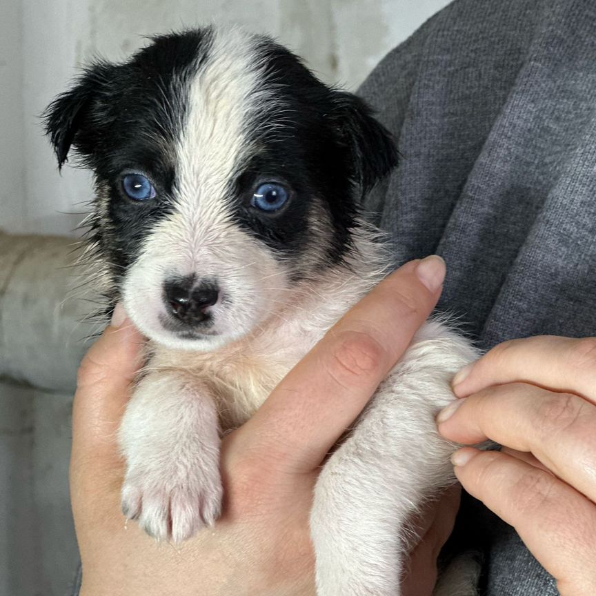 Куколка собачка