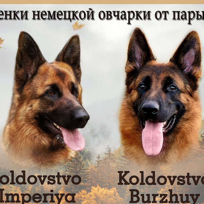 Немецкая овчарка, щенок