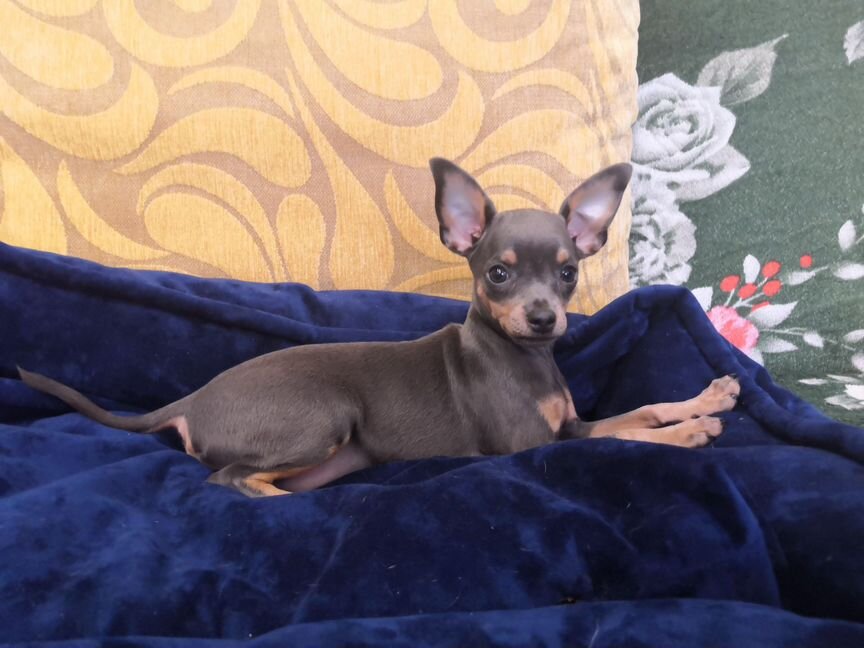 Русский той-терьер