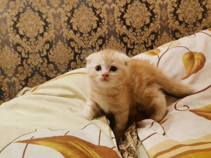 Британские котята