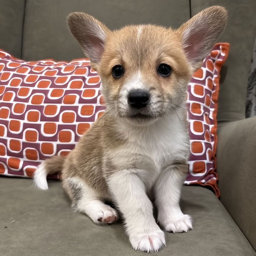 Вельш Корги Пемброк, щенок