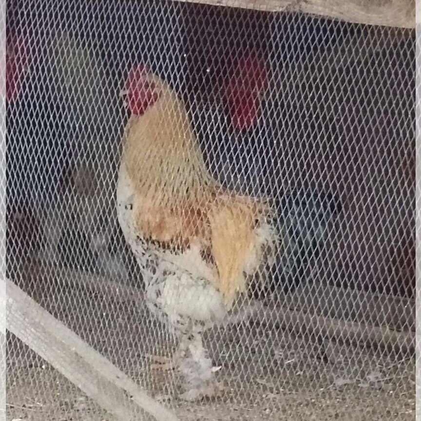 Петухи домашние