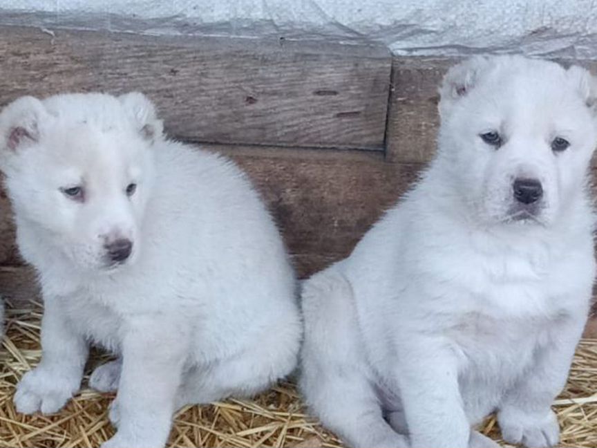 Продажа щенков алабая