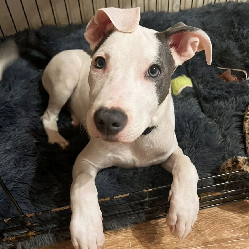 Стаффордширский терьер в добрые руки