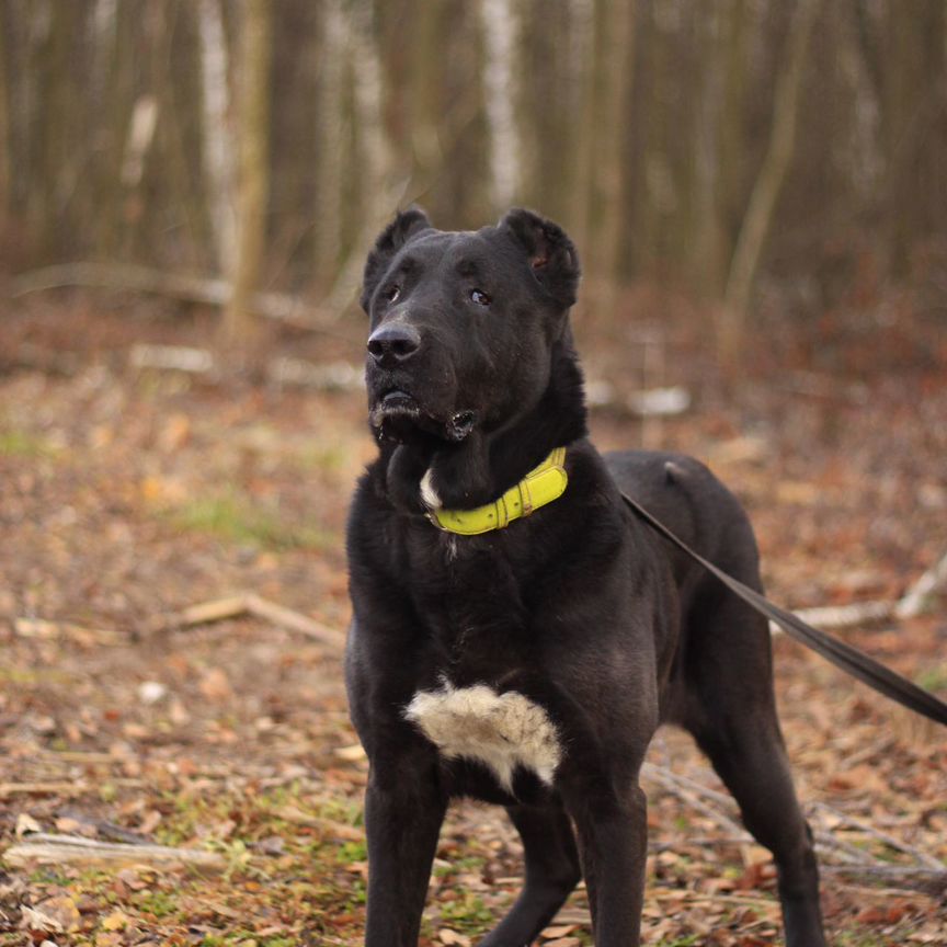 Алабайка Тея - собака для квартиры и дома