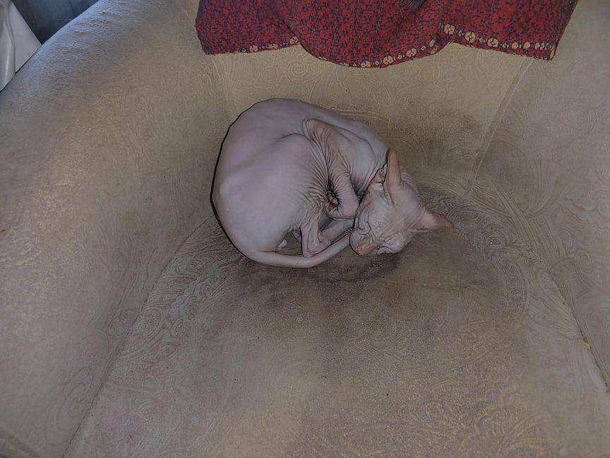 Сфинксу нужен дом