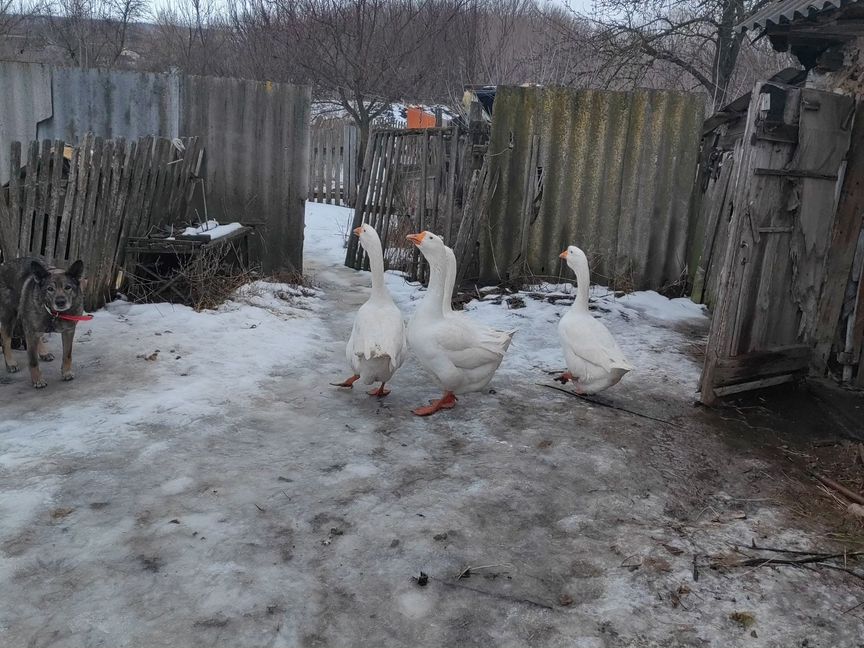 Гуси холмогоры