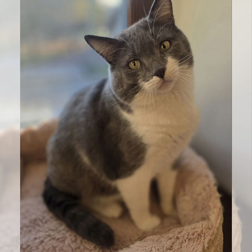 Взрослый кот в добрые руки