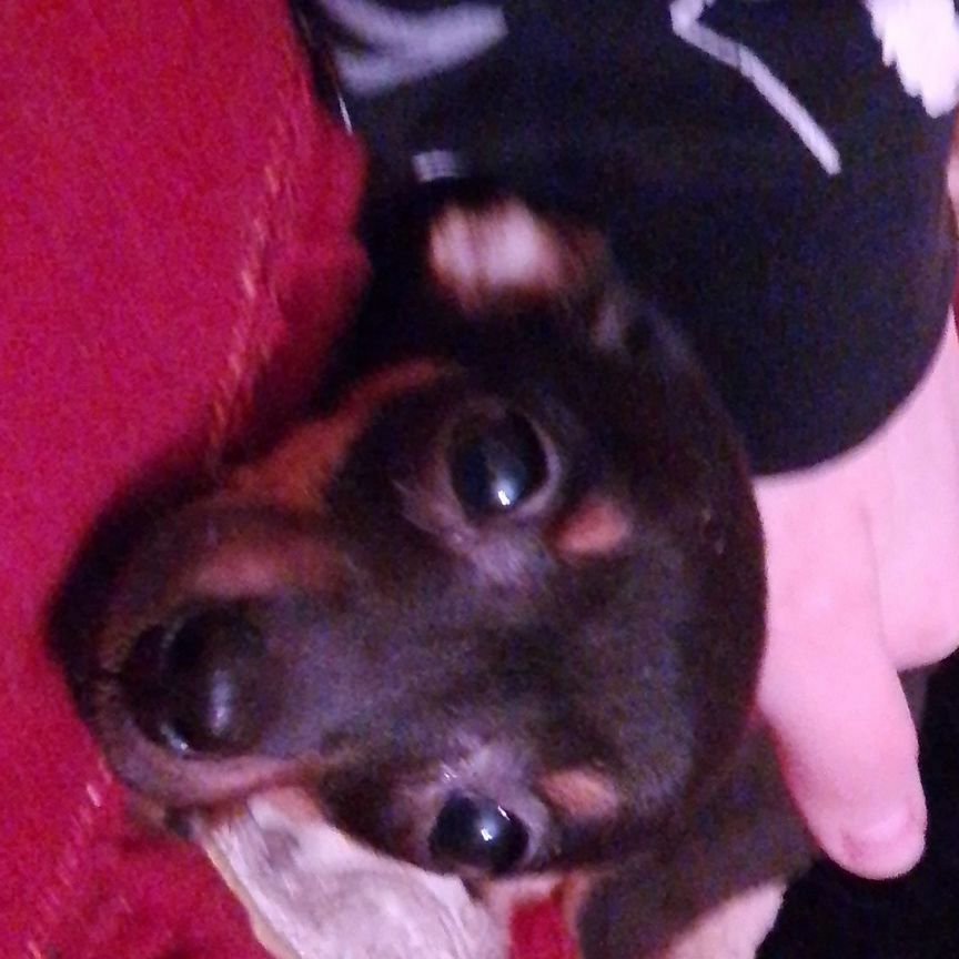 Комнатные собачки