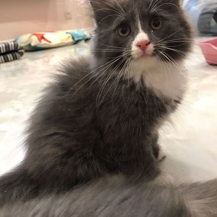 Котята