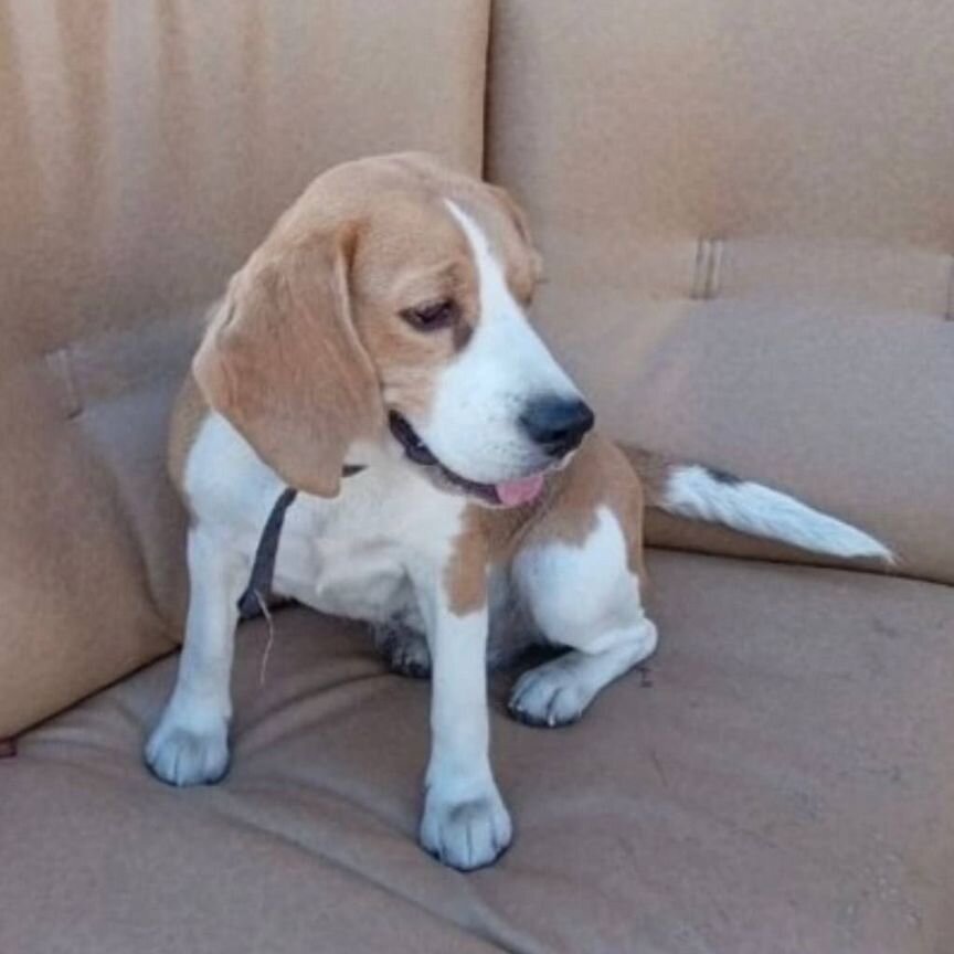 Собака бигль бесплатно