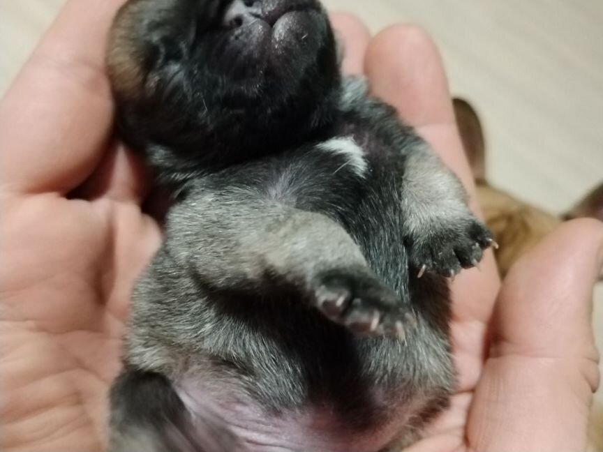 Щенок мопса