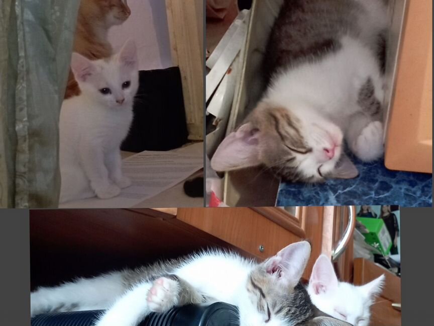 Котята в добрые руки бесплатно