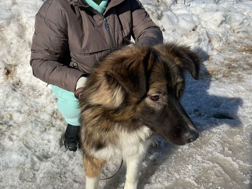 Молодой пес не хочет провести жизнь в приюте